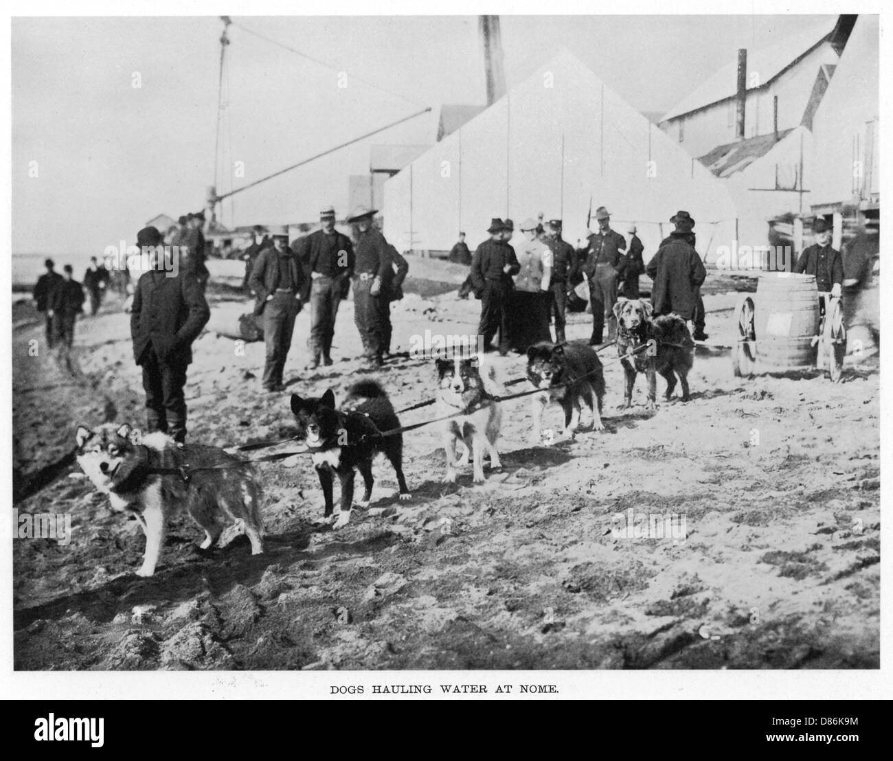 Dogs At Nome Alaska Stock Photo - Alamy