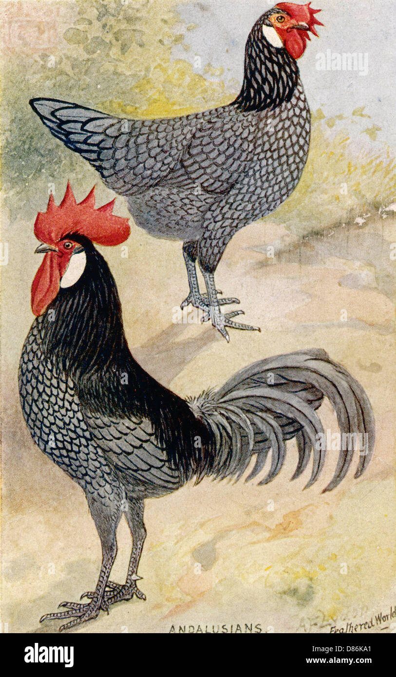 Andalusian hen hi-res stock photography and images - Alamy