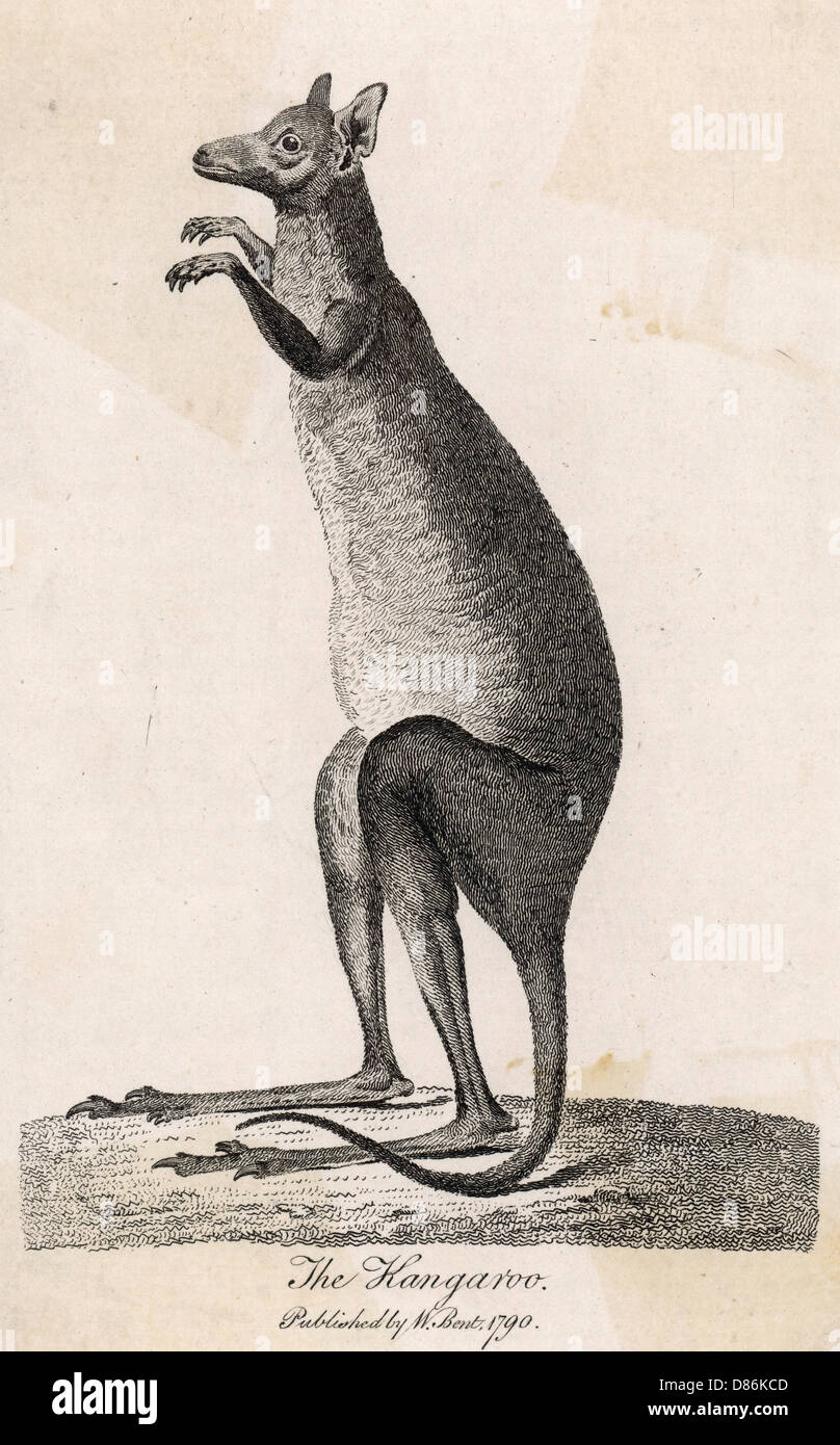 Kangaroo cook hi-res stock photography and images - Alamy
