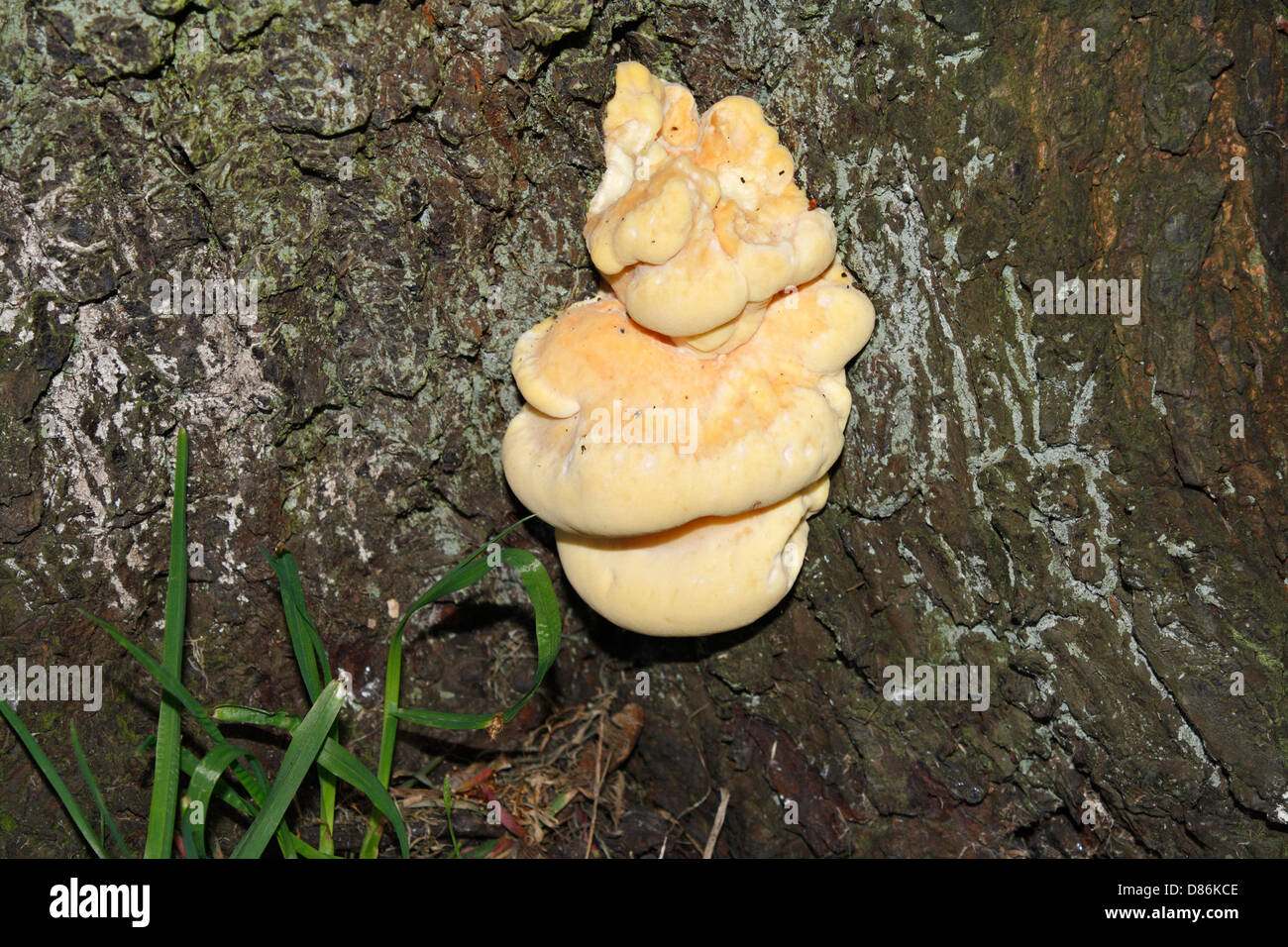 Tree fungus, Chicken of the Woods, Laetiporus sulphureus Stock Photo ...