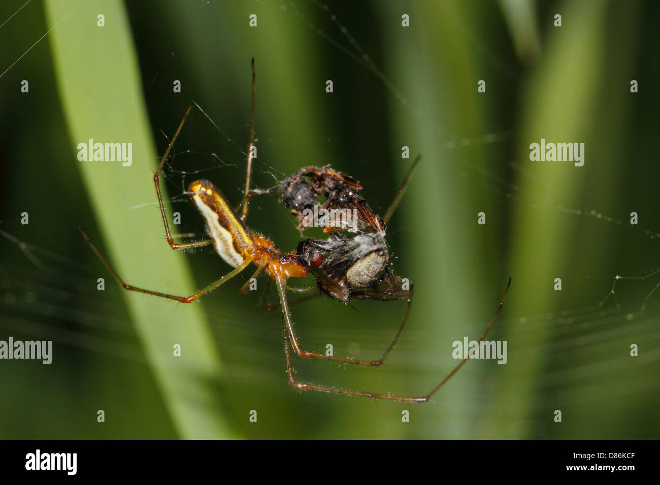 Araneidae hi-res stock photography and images - Alamy