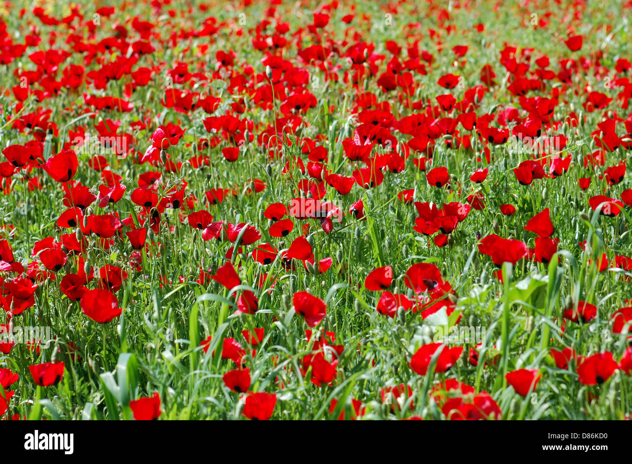 Field of blooming poppy flowers in springtime. Nature background Stock ...