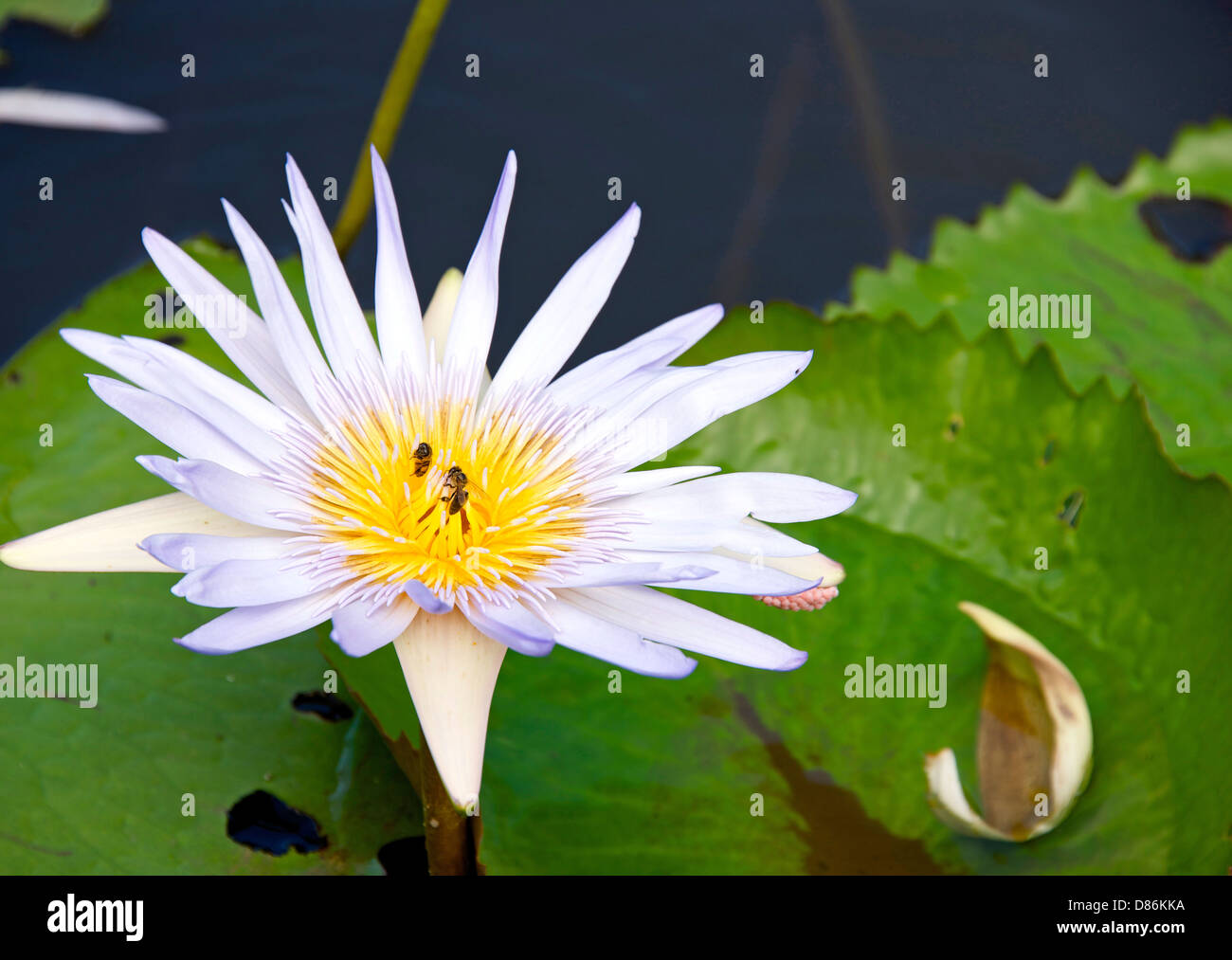 Tropical Water Lily, exotic flower Stock Photo - Alamy