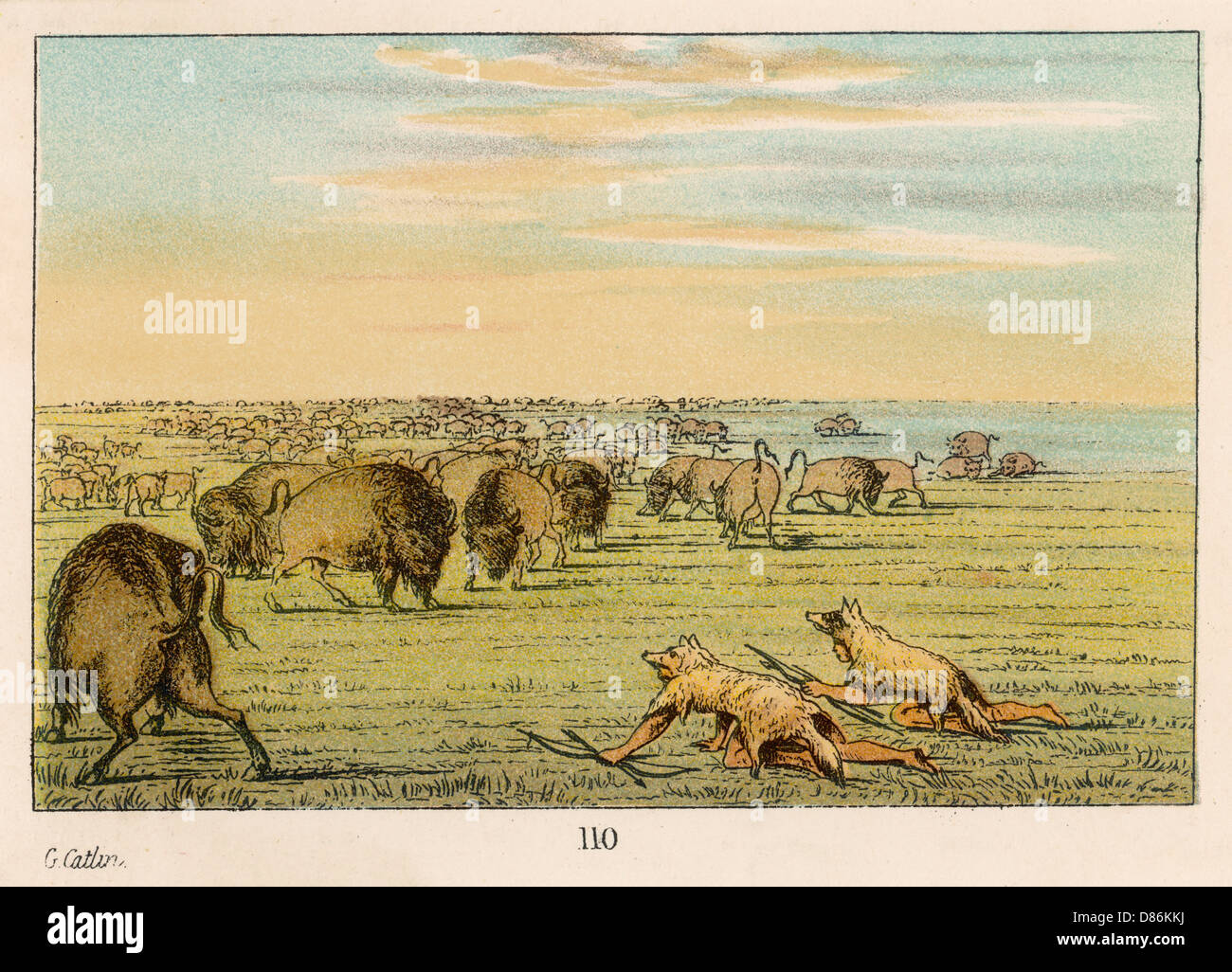 Native american buffalo herd hi-res stock photography and images - Alamy