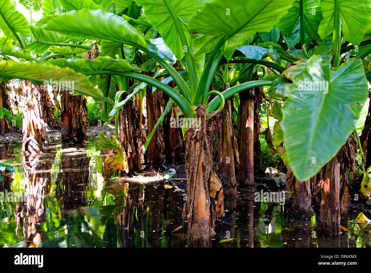 Mauritius rainforest hi-res stock photography and images - Alamy