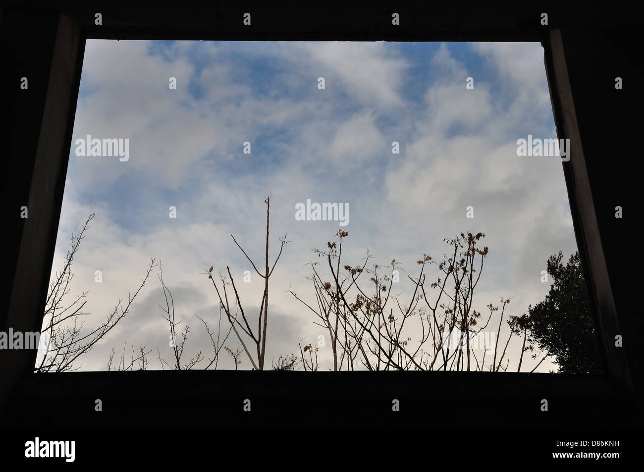 View to nature scene through window frame in dark interior. Trees and ...