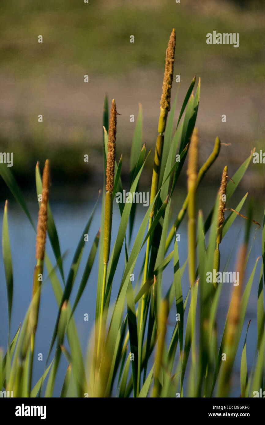 Cane close water Stock Photo - Alamy