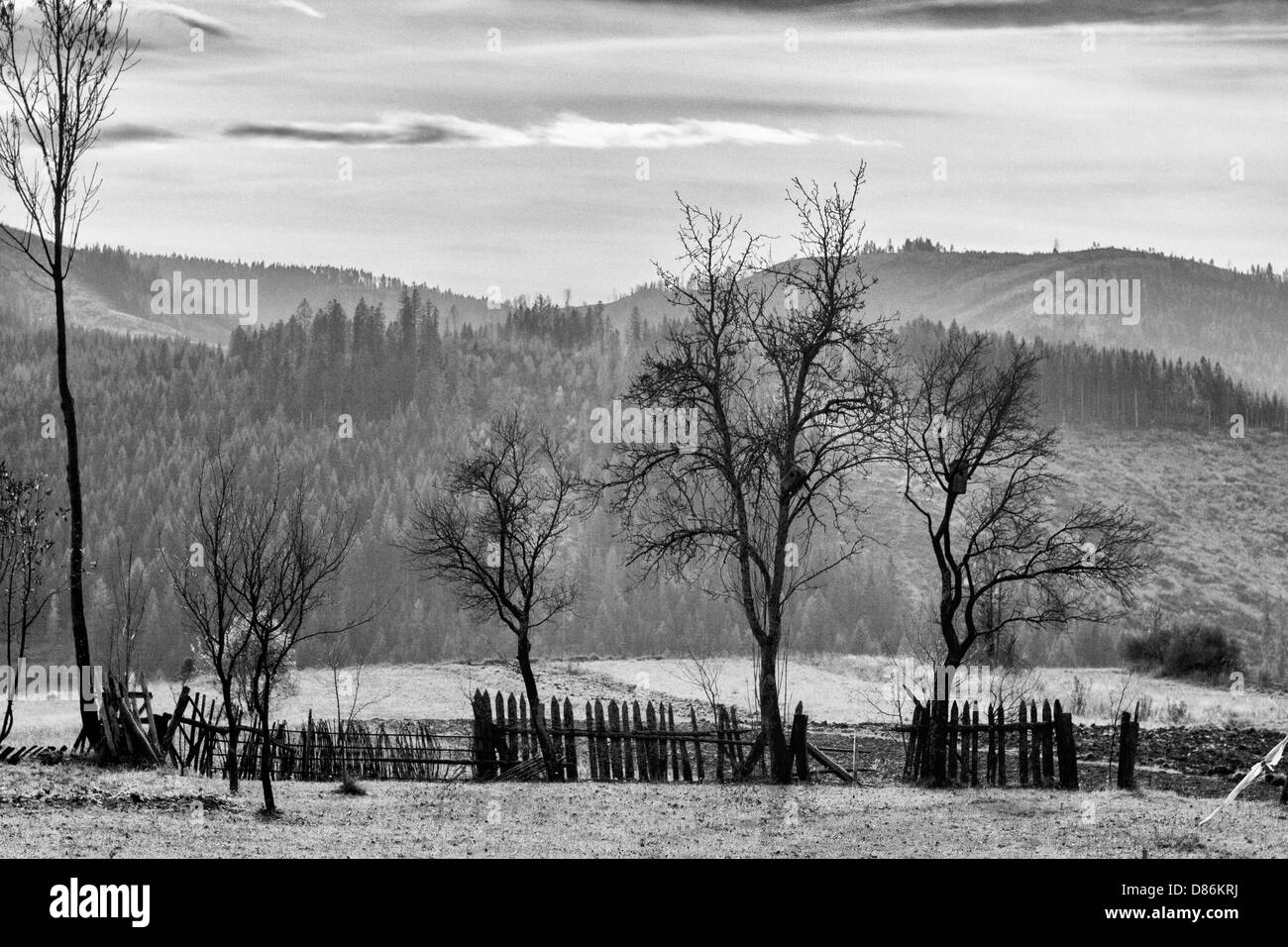 Trees and fence on the hill Stock Photo - Alamy