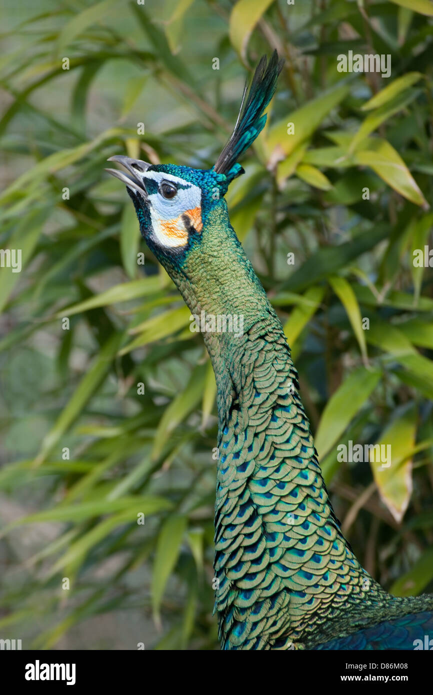 Green Peafowl (Pavo muticus). Peacock, male, calling or crowing Stock ...