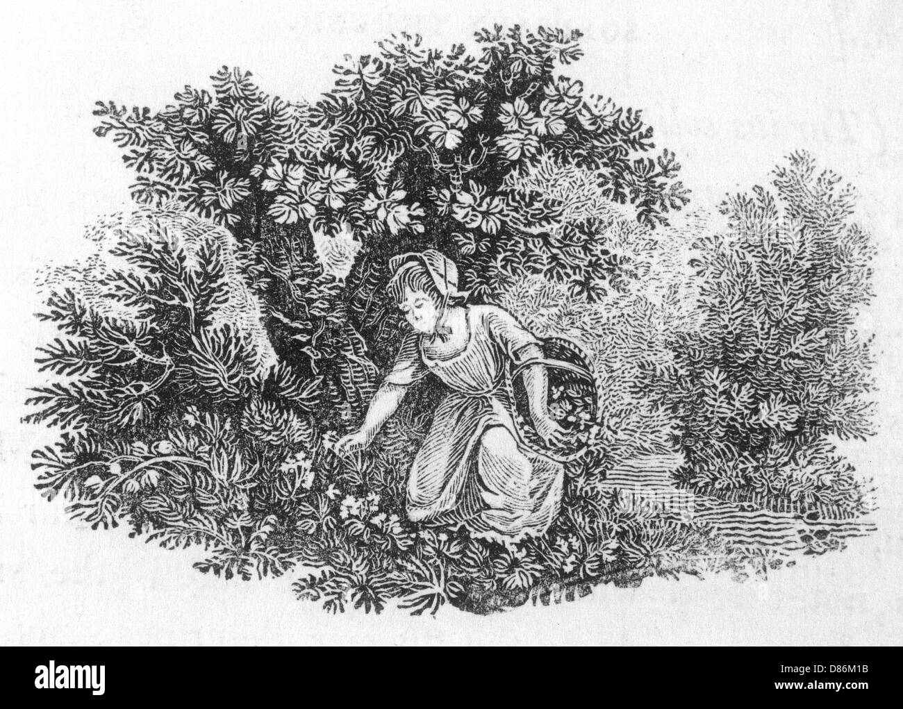 Herb miraa or khat Black and White Stock Photos & Images - Alamy