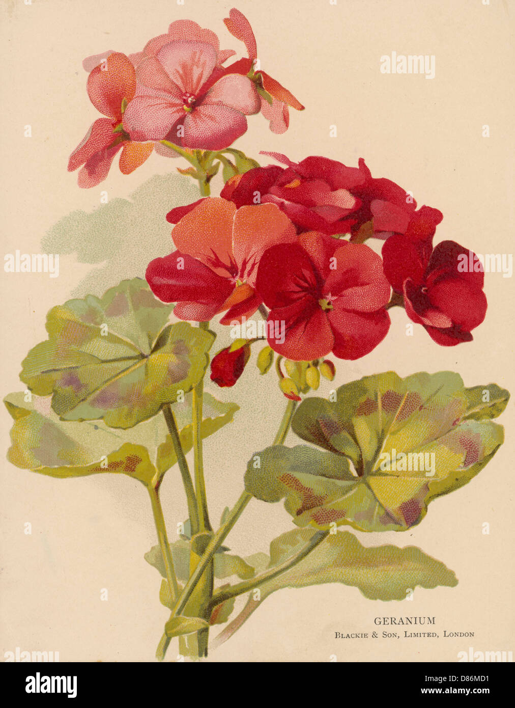 Pelargonium sp geranium hi-res stock photography and images - Alamy