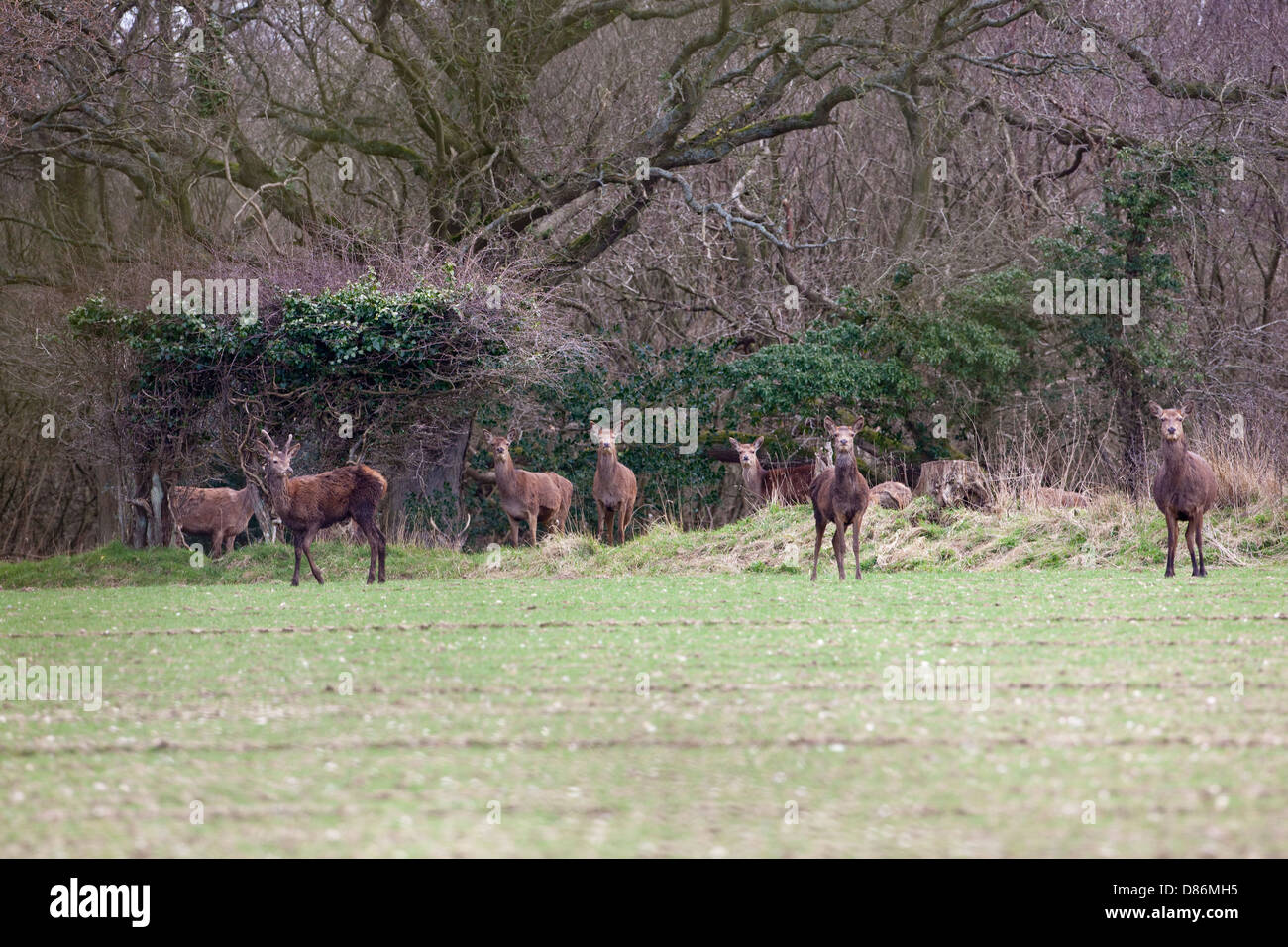 Cover crops uk autumn hi-res stock photography and images - Alamy