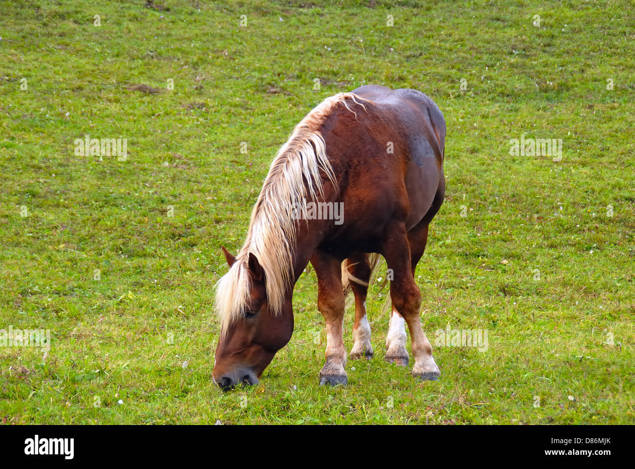 The Haflinger, also known as the Avelignese, is a breed of horse ...