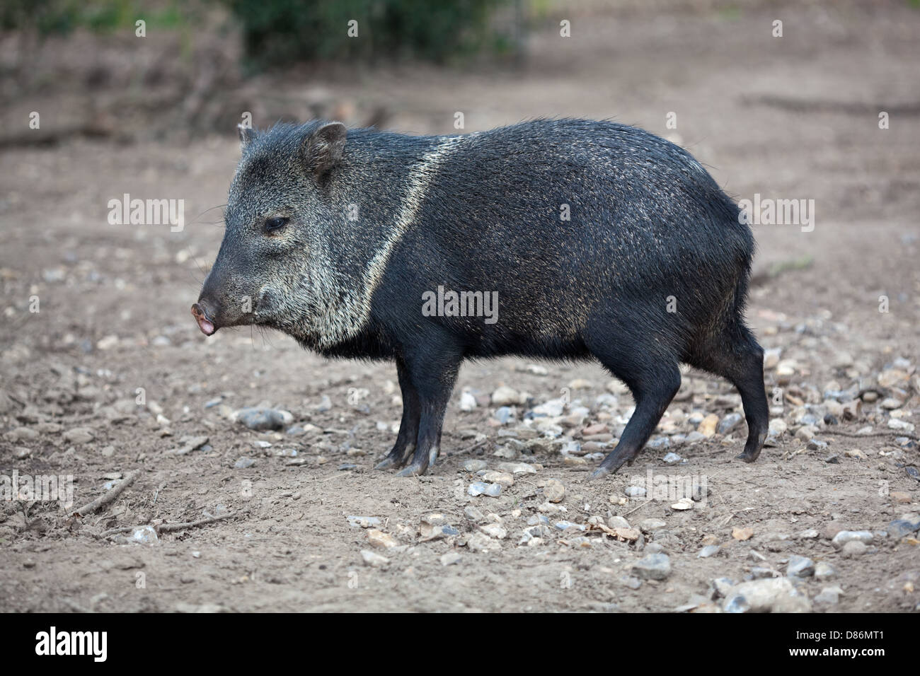 Collared Peccary tayassu tajacu Stock Photo - Alamy