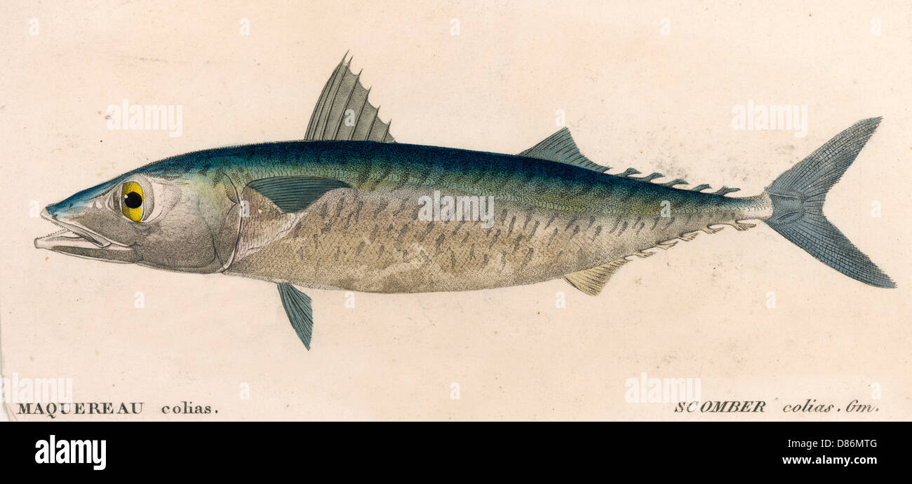 Mackerel, or Scomber Colias Stock Photo - Alamy