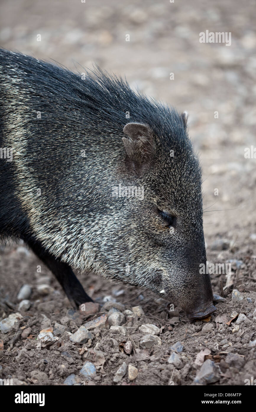 Collared peccary tayassu tajacu foraging hi-res stock photography and ...
