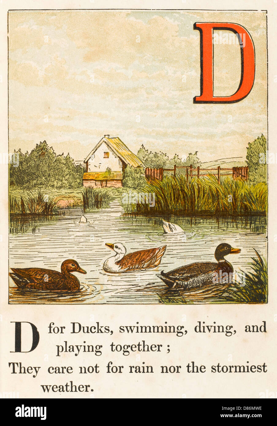 ALPHABET/D FOR DUCKS Stock Photo - Alamy