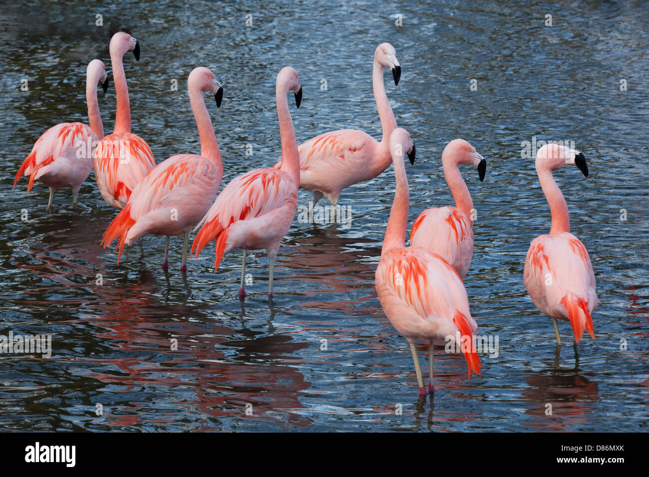 Chilean Flamingos (Phoenicopterus chilensis). Native to southern ...