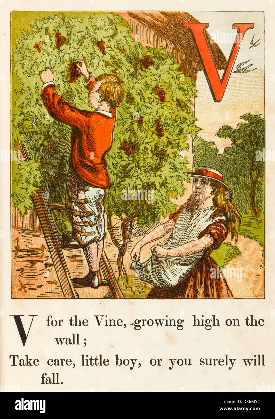 ALPHABET/V FOR VINE Stock Photo - Alamy