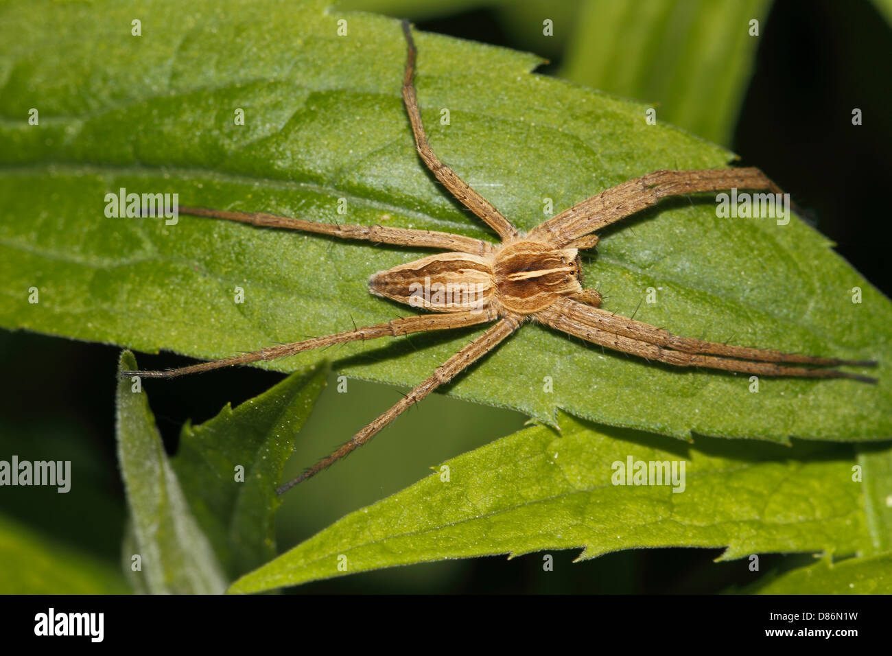 Green nursery web spider hi-res stock photography and images - Alamy