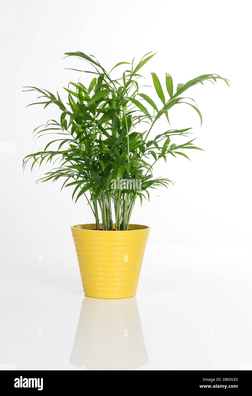 Beautiful plant in a yellow pot, on white background Stock Photo - Alamy
