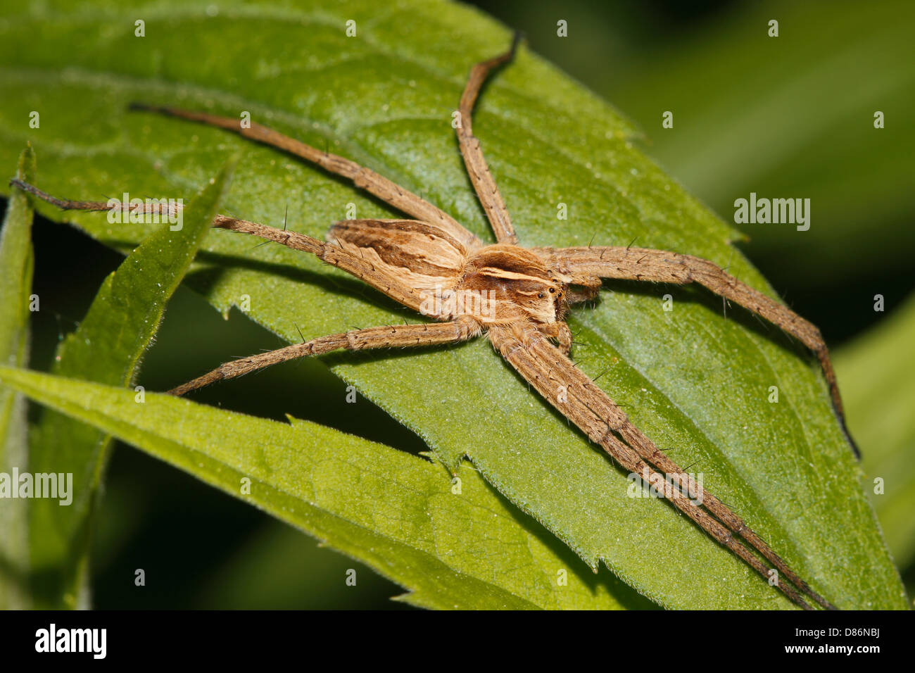 Nursery web spider (Pisaura mirabilis Stock Photo - Alamy