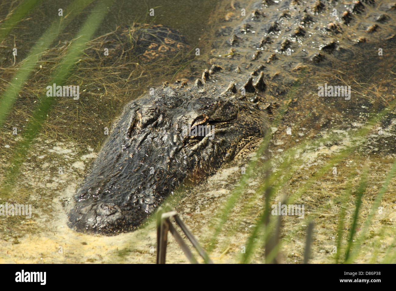 American alligator swimming hi-res stock photography and images - Alamy