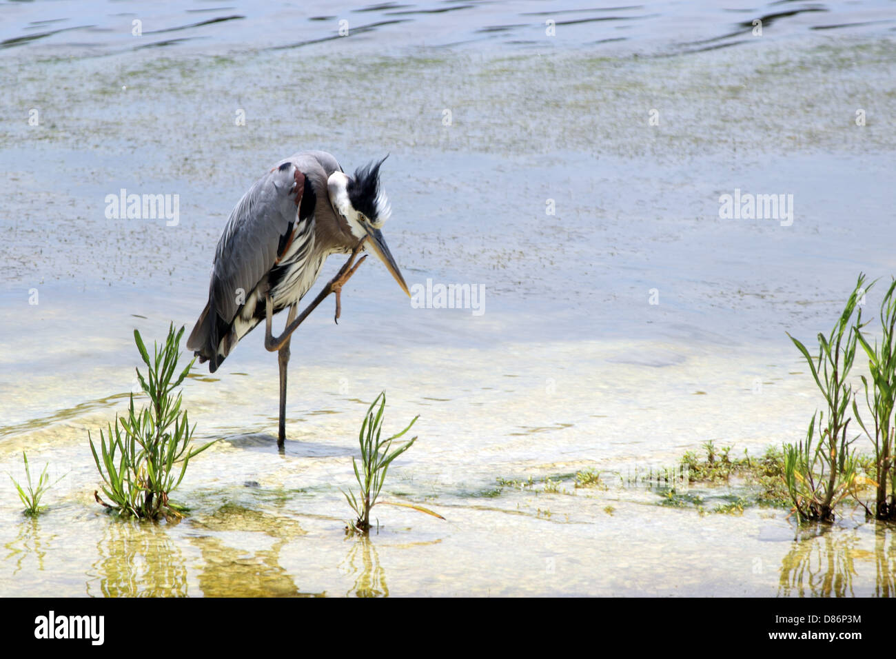 A Great Blue Heron stands on one leg while scratching its head on a ...