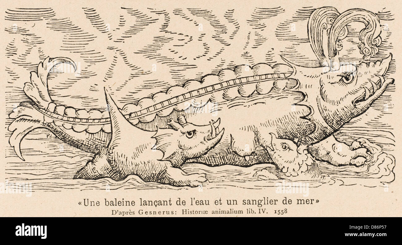 Pig whale hi-res stock photography and images - Alamy