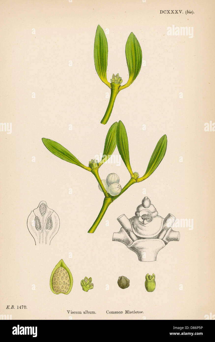 Botanical album hi-res stock photography and images - Alamy