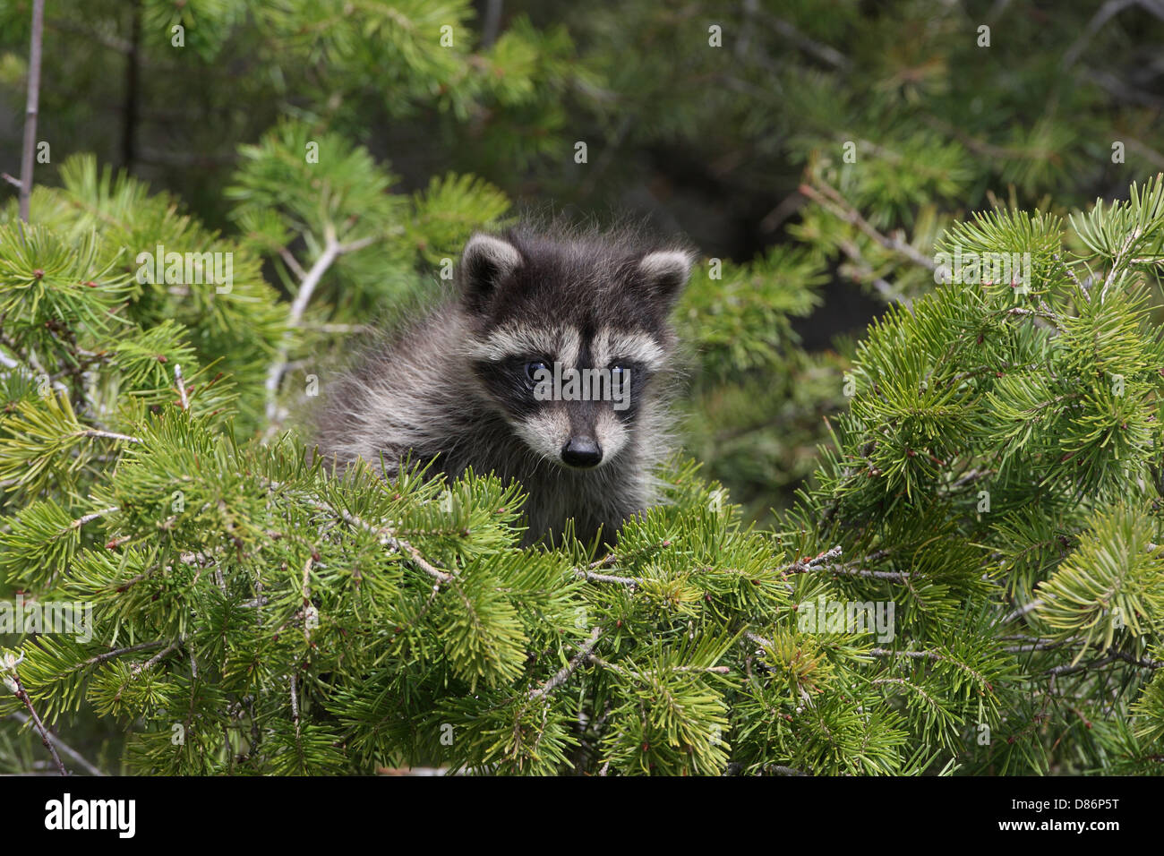 Ringtail raccoon hi-res stock photography and images - Alamy