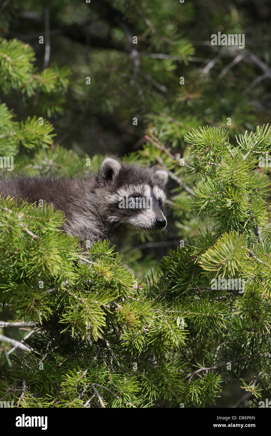 American ringtail hi-res stock photography and images - Alamy