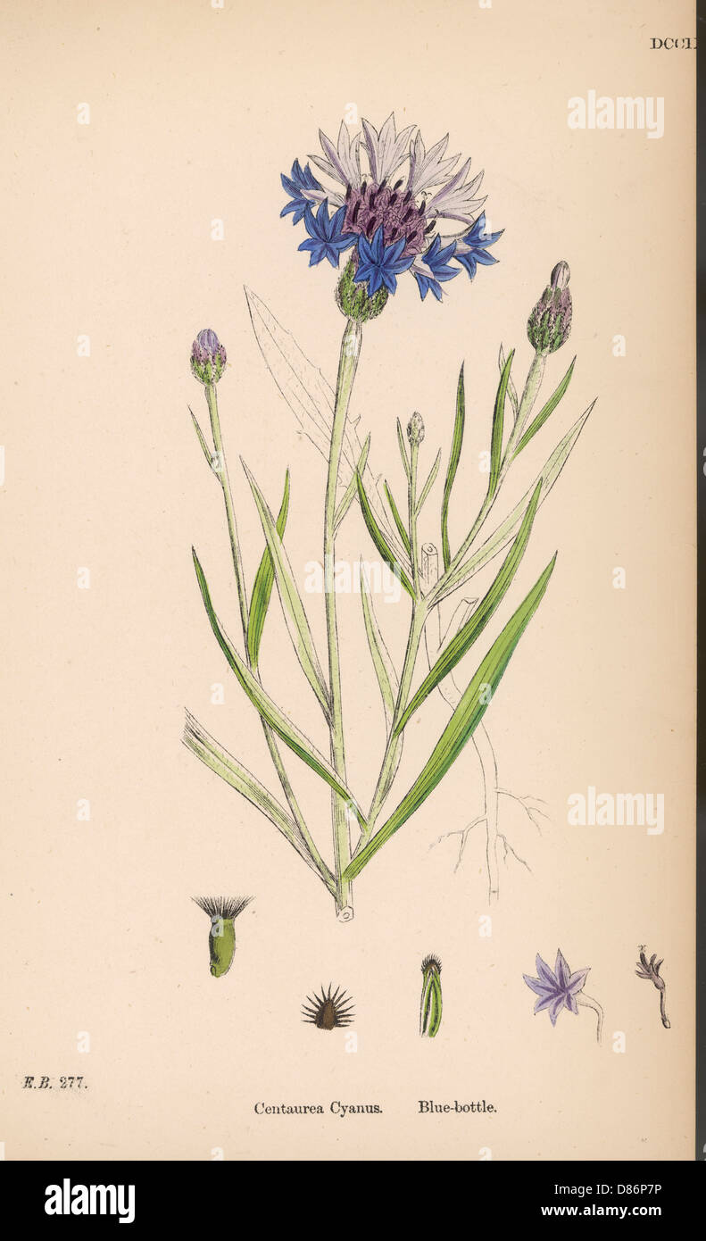 Plants: Centaurea Cyanus or Blue bottle Cornflower Stock Photo - Alamy