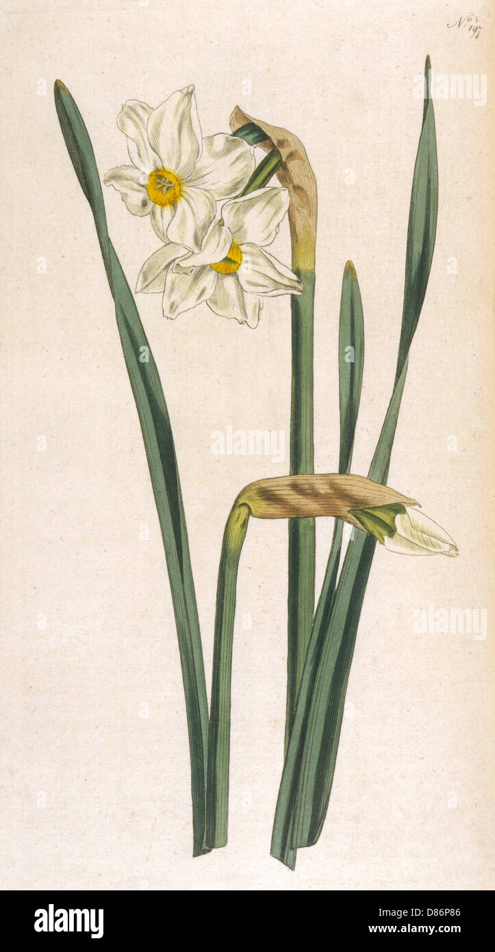 Narcissus Bifloris or Two Flowered Narcissus Stock Photo - Alamy