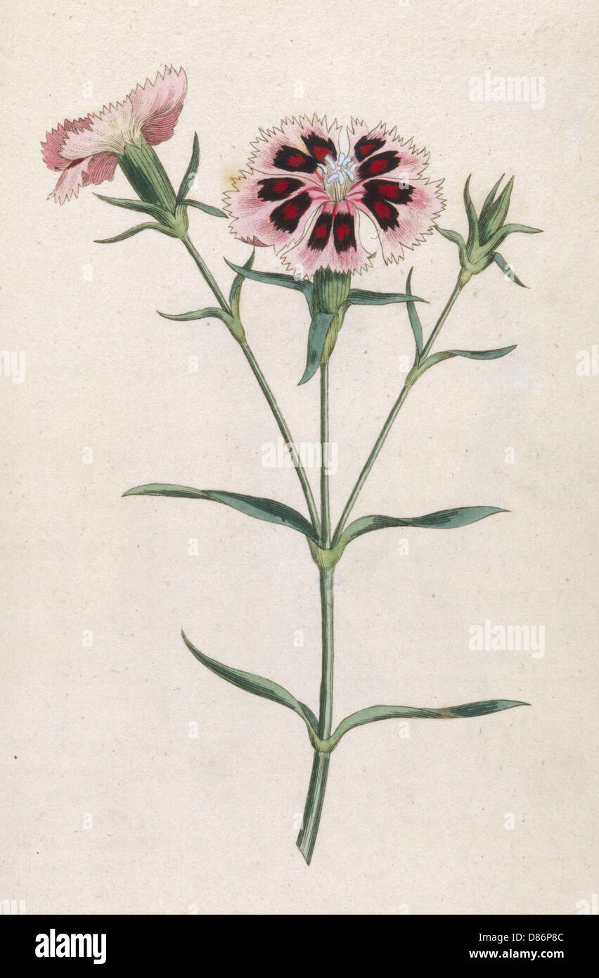 Dianthus Chinensis, also known as a China Pink Stock Photo - Alamy