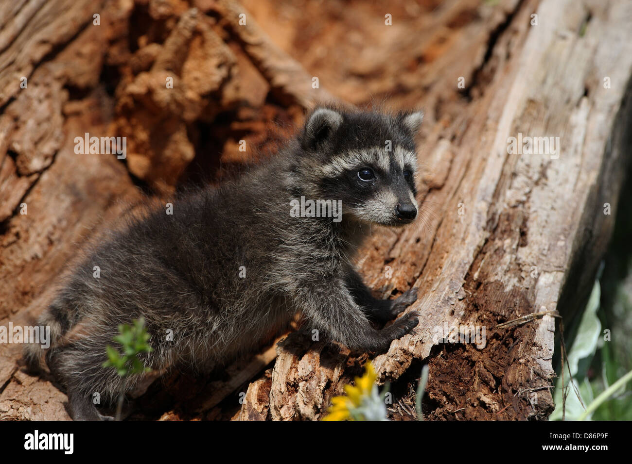 Ringtail raccoon hi-res stock photography and images - Alamy