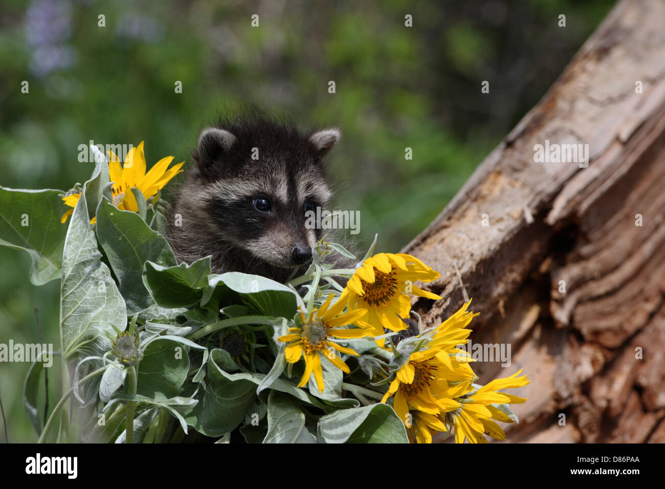 Ringtail raccoon hi-res stock photography and images - Alamy