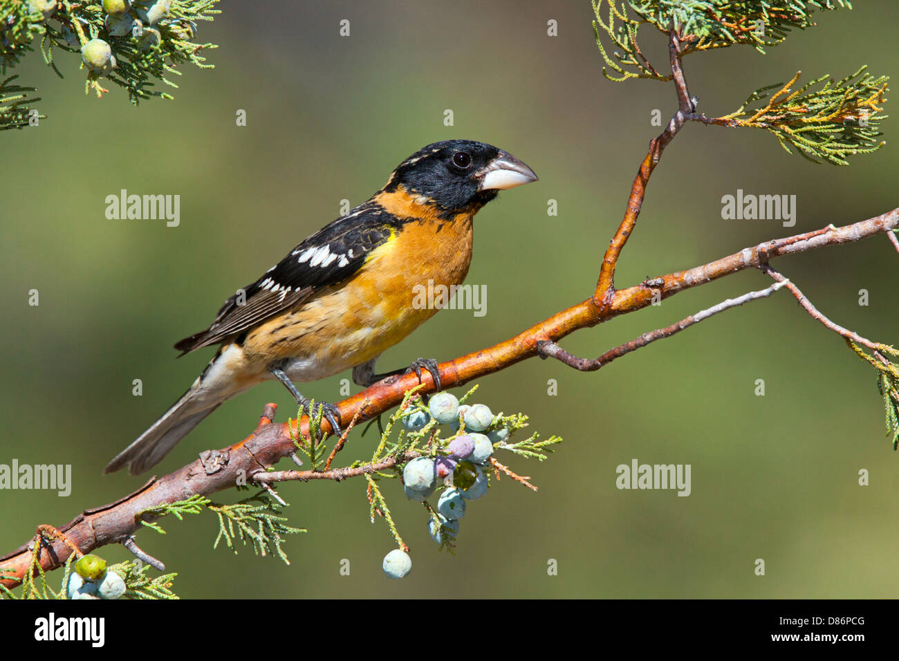 Black-headed Grosbeak Pheucticus melanocephalus Santa Rita Mountains ...