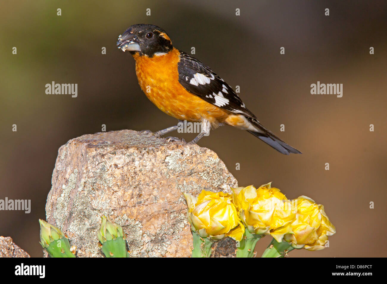 Black-headed Grosbeak Pheucticus melanocephalus Santa Rita Mountains ...