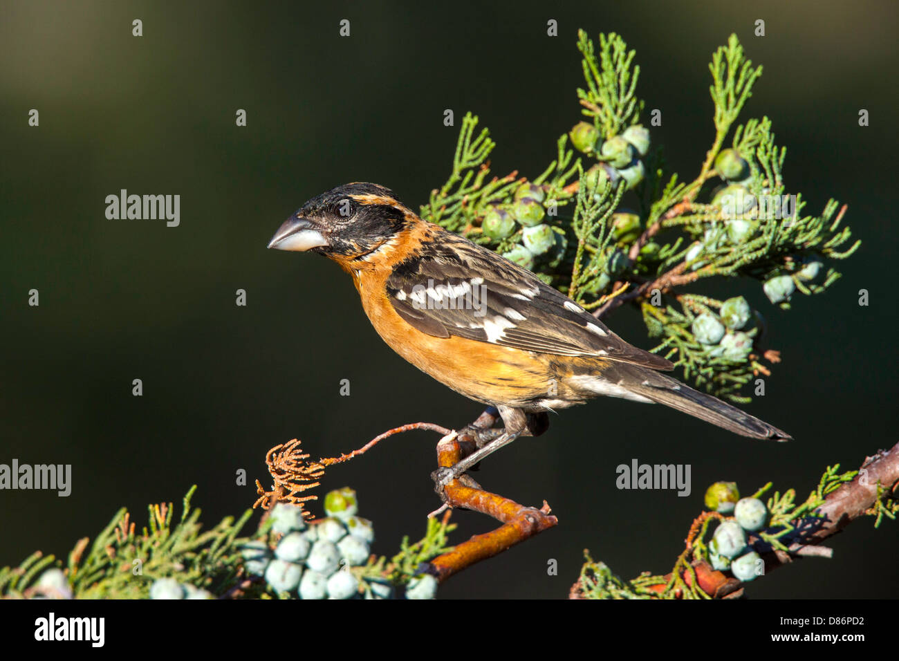 Black-headed Grosbeak Pheucticus melanocephalus Santa Rita Mountains ...