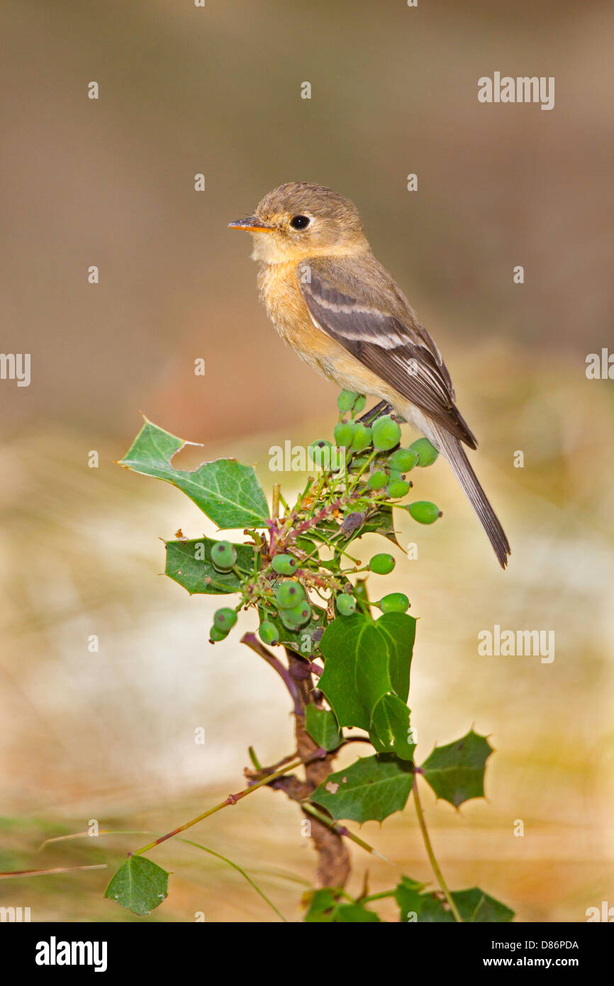 Buff-breasted Flycatcher Empidonax fulvifrons Huachuca Mountains, Cochise County, Arizona ...