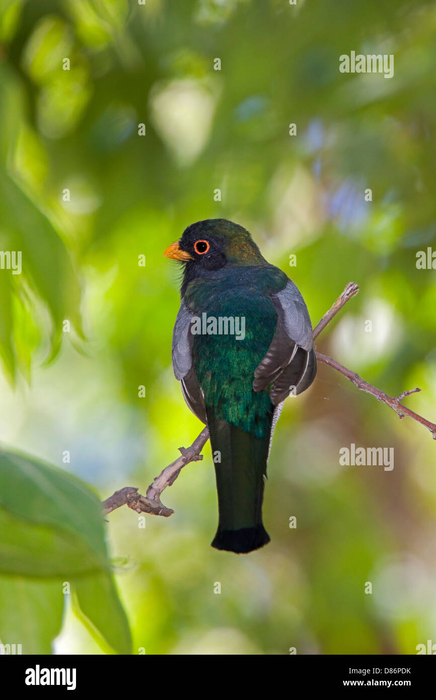 Elegant Trogon Trogon elegans Huachuca Mountains, Cochise County ...