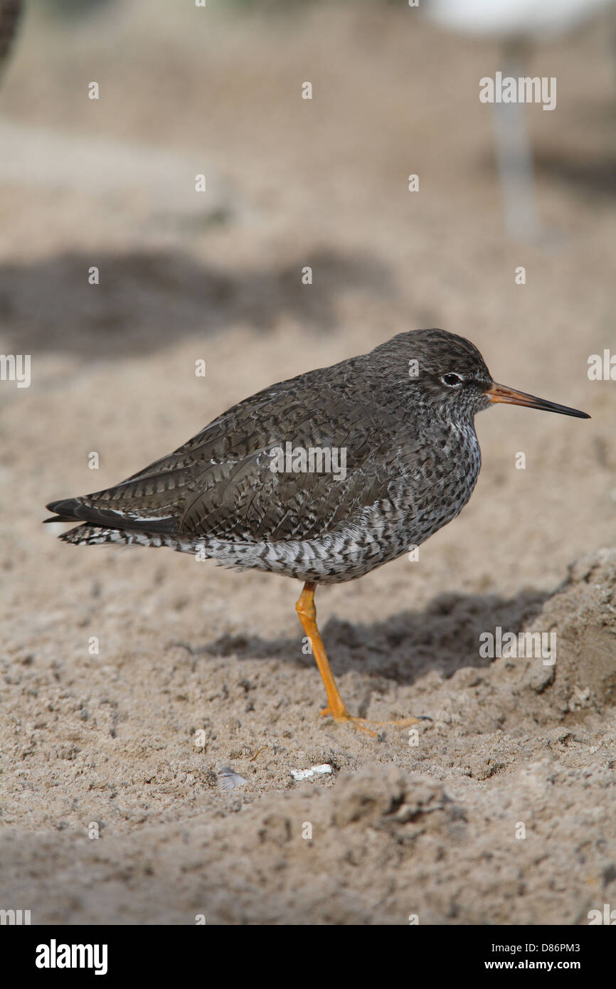 Wading red shank hi-res stock photography and images - Alamy