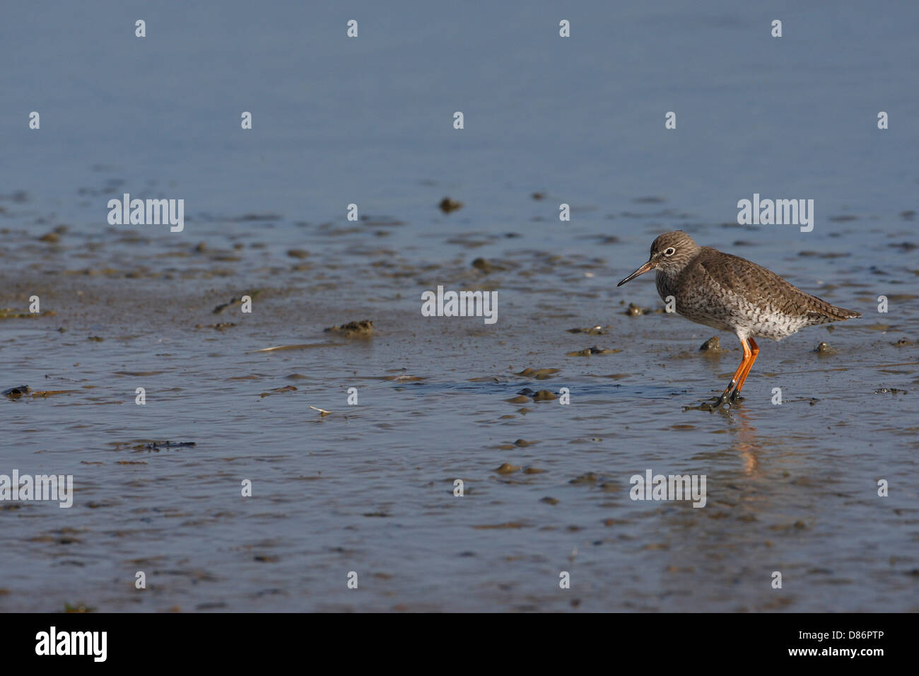Red shank bird hi-res stock photography and images - Alamy