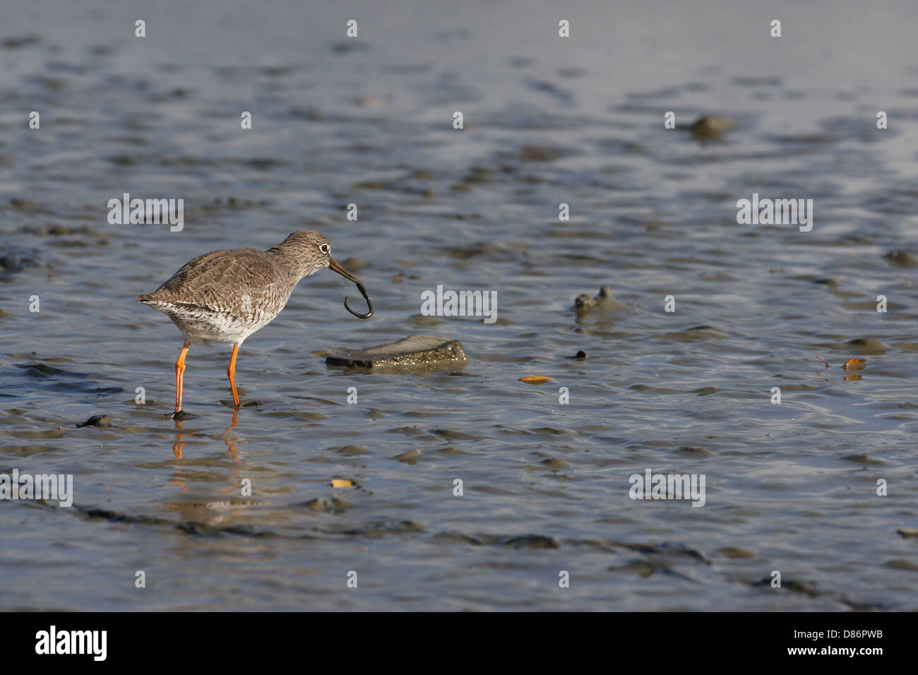 Wading red shank hi-res stock photography and images - Alamy