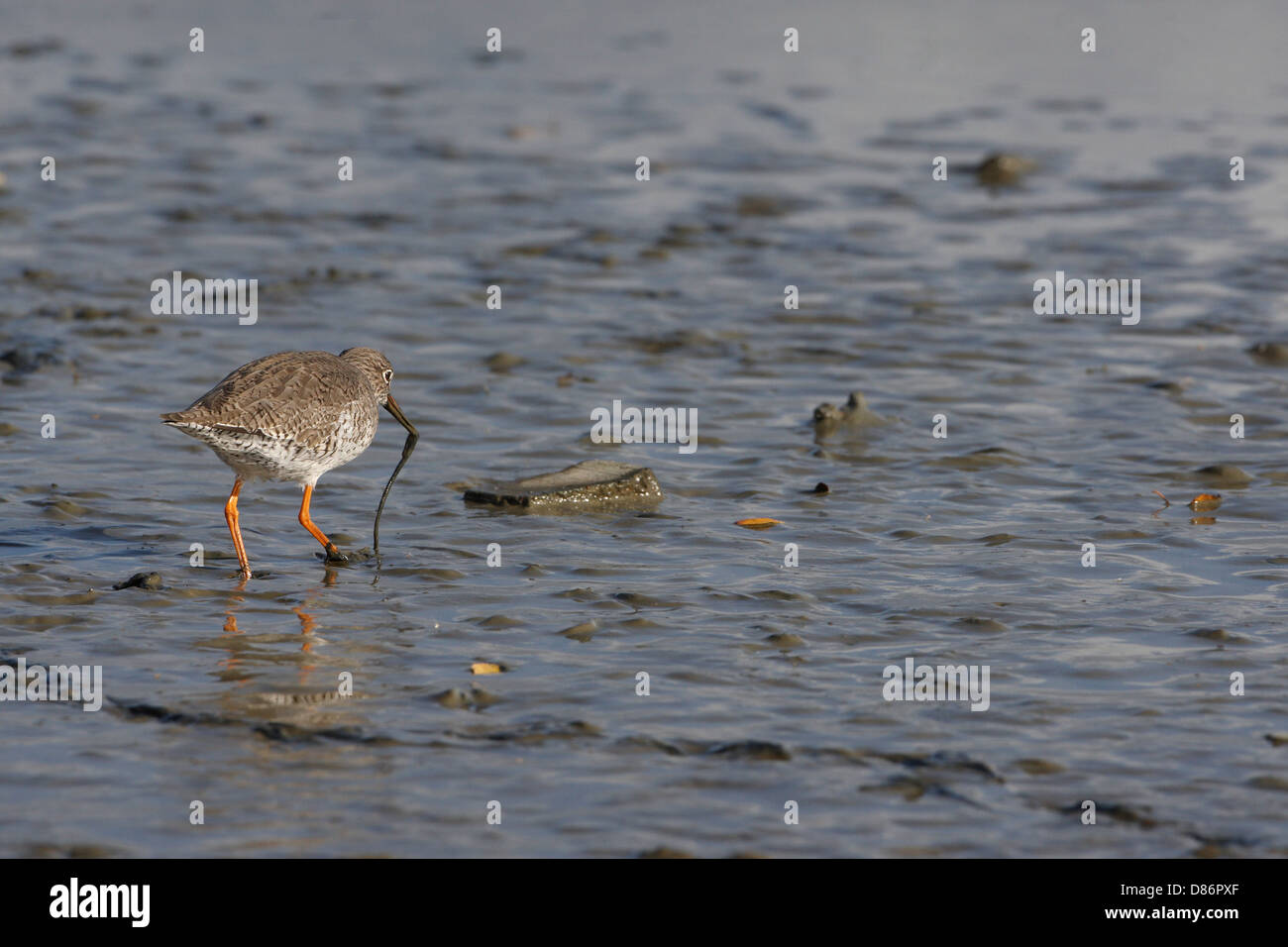 Wading red shank hi-res stock photography and images - Alamy