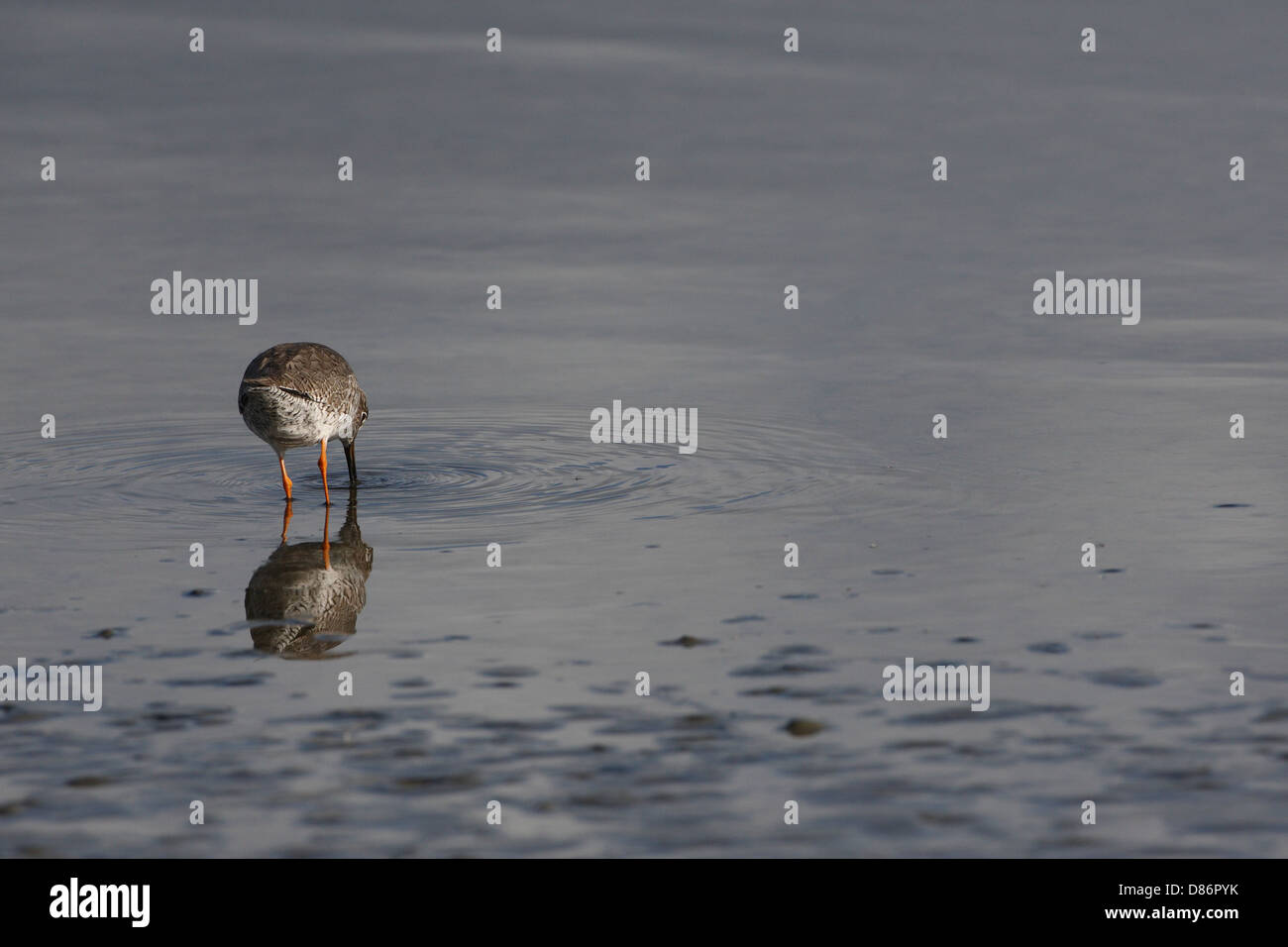 Red shank bird hi-res stock photography and images - Alamy