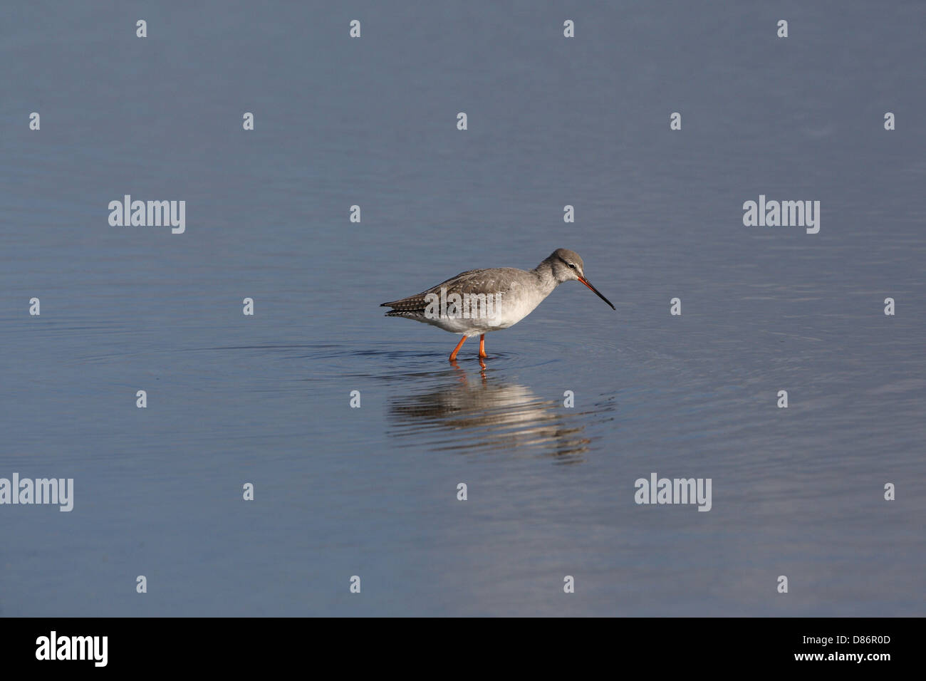 Red shank bird hi-res stock photography and images - Alamy