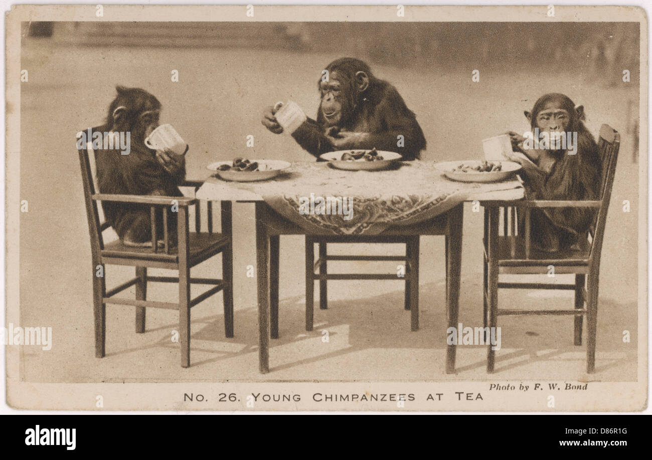 Chimpanzee tea party Stock Photo - Alamy