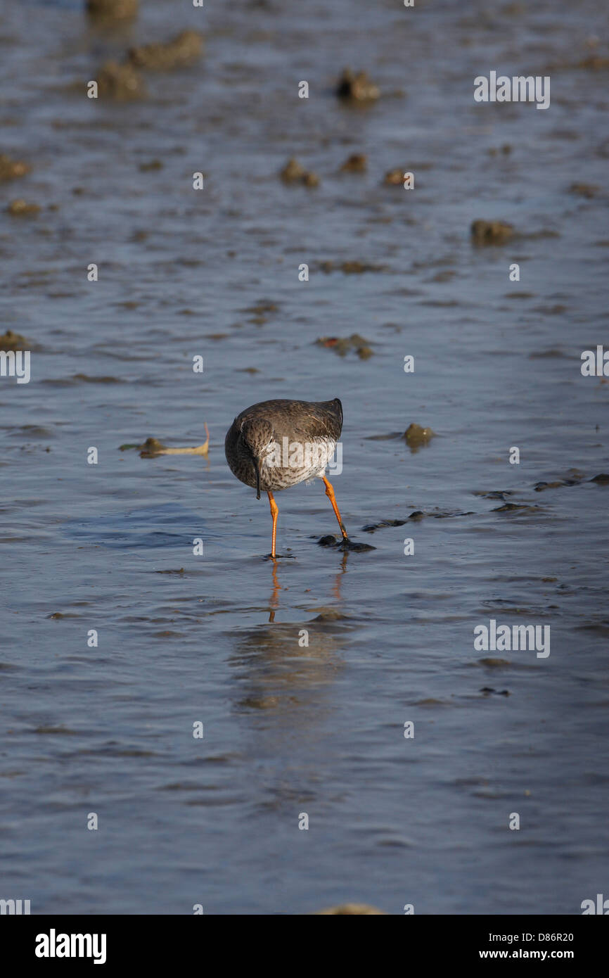 Wading red shank hi-res stock photography and images - Alamy